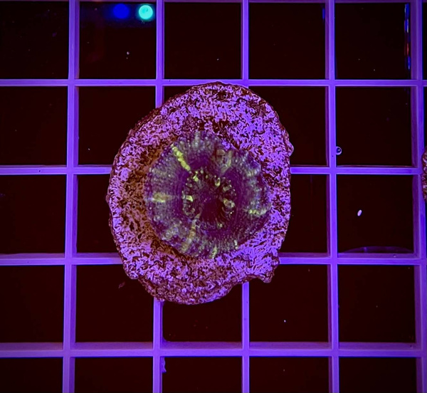 Acanthastrea | Sklep eRybka.pl - akwarystyka morska