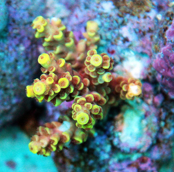 Acropora spp. | Sklep eRybka.pl - akwarystyka morska