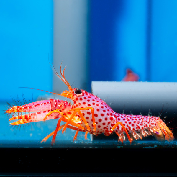 Enoplometopus debelius Homar rafowy | Sklep eRybka.pl - akwarystyka morska