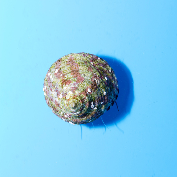 Trochus spp. | Sklep eRybka.pl - akwarystyka morska