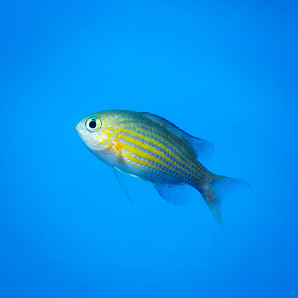 Chromis lineata | Sklep eRybka.pl - akwarystyka morska