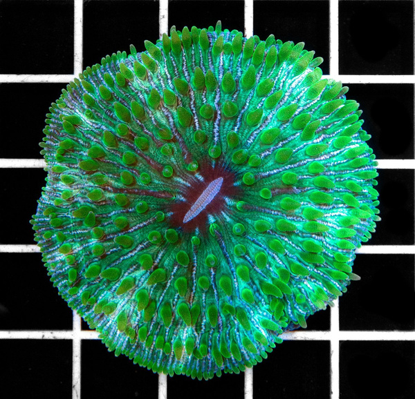 Fungia spp. | Sklep eRybka.pl - akwarystyka morska