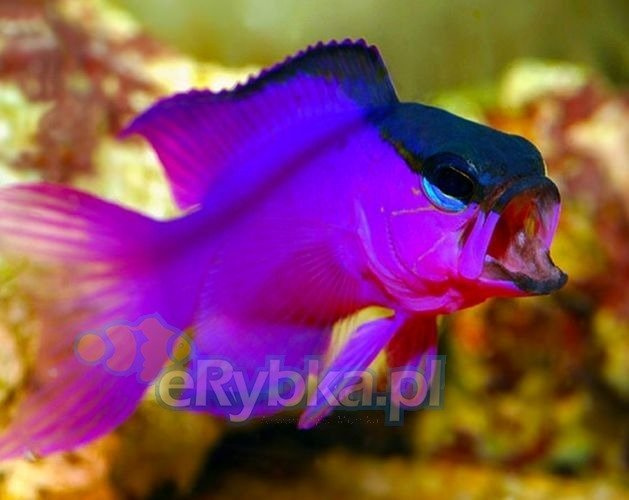 Ryba hodowlana Gramma melacara Rzadkość! | Sklep eRybka.pl ...