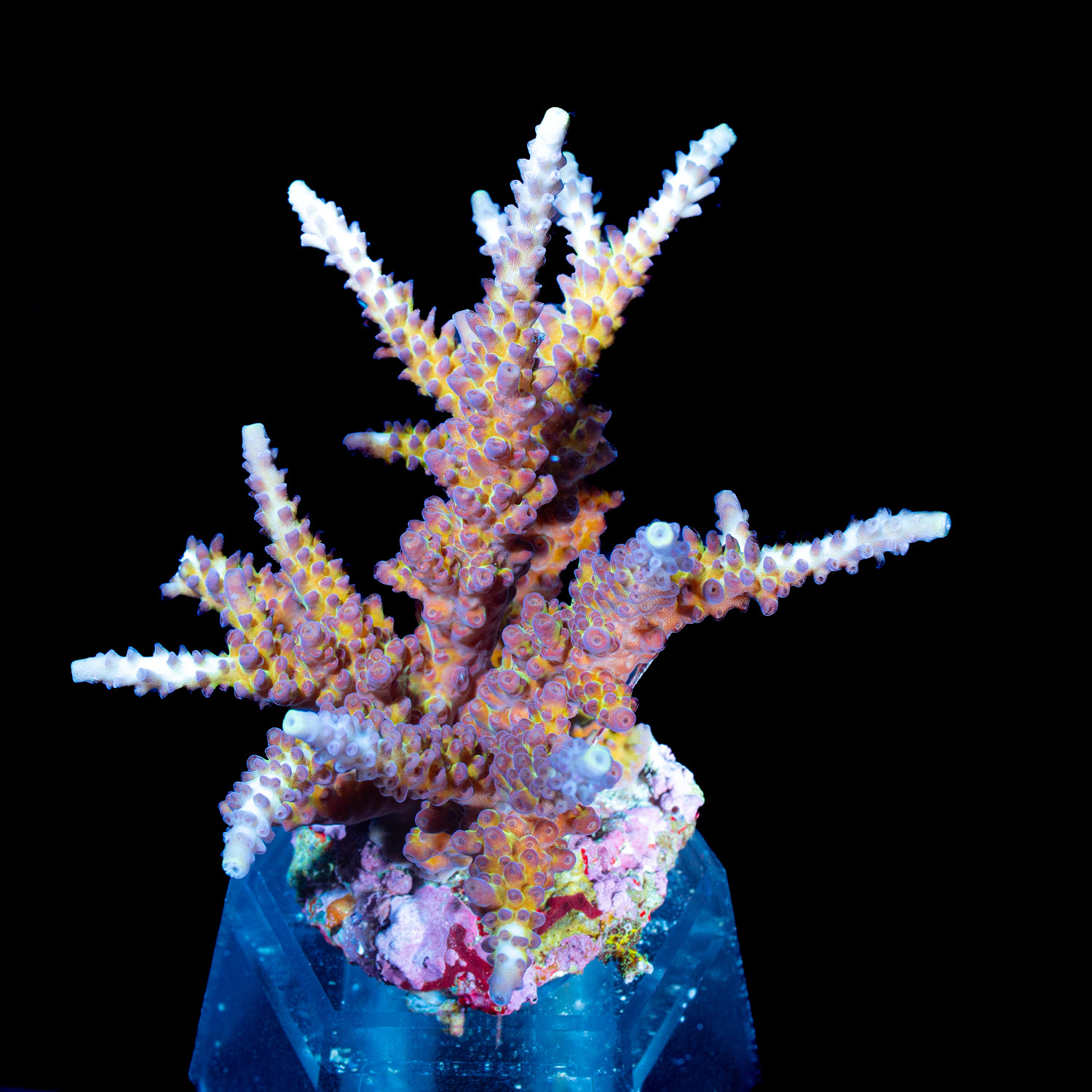 Acropora spp. | Sklep eRybka.pl - akwarystyka morska