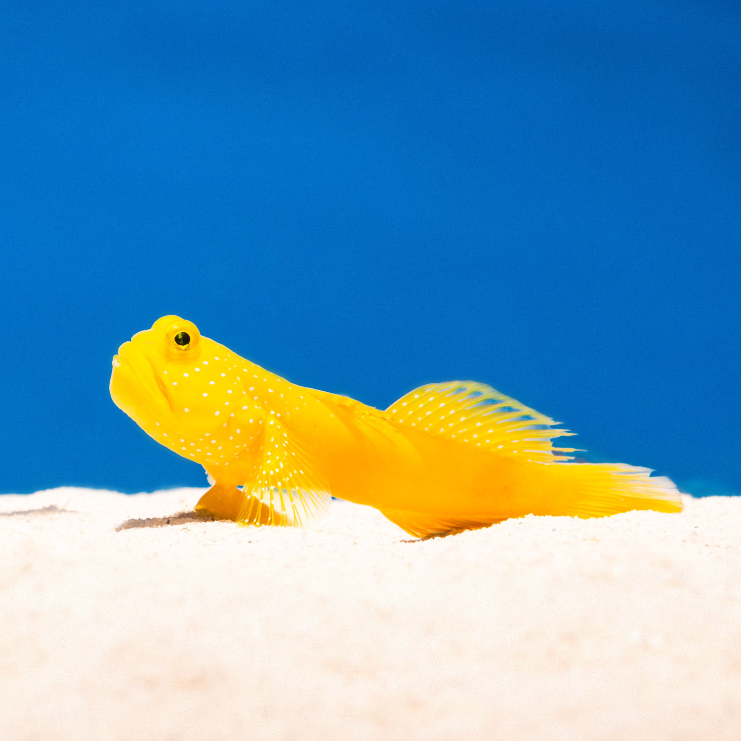 Ryba hodowlana - Biota North Carolina Cryptocentrus cinctus | Sklep ...