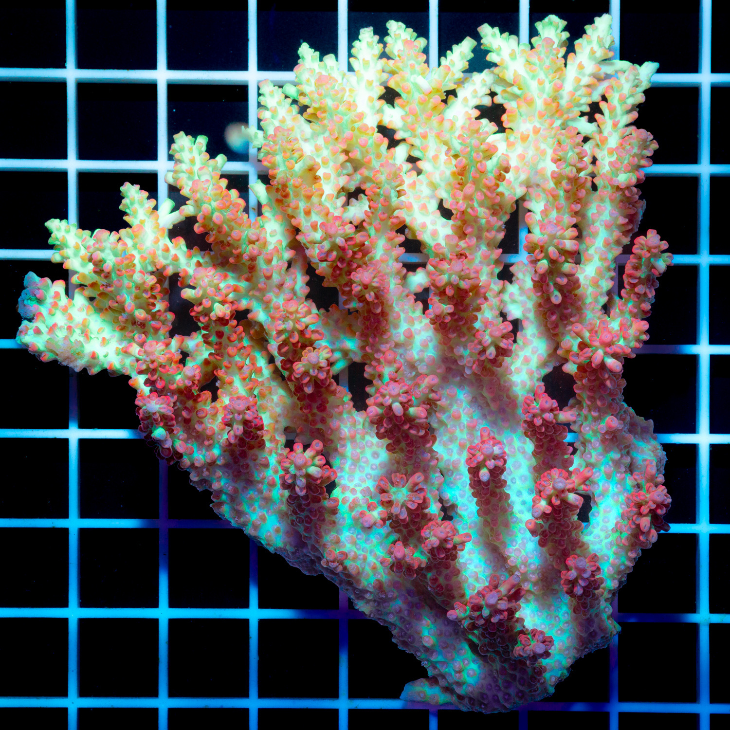 Acropora spp. AUSTRALIA | Sklep eRybka.pl - akwarystyka morska