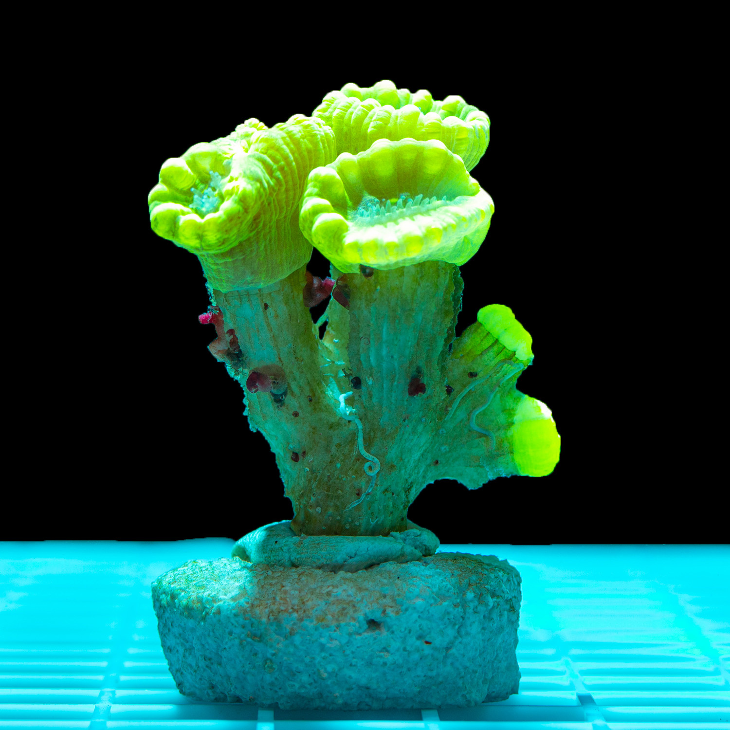 Caulastrea spp. | Sklep eRybka.pl - akwarystyka morska