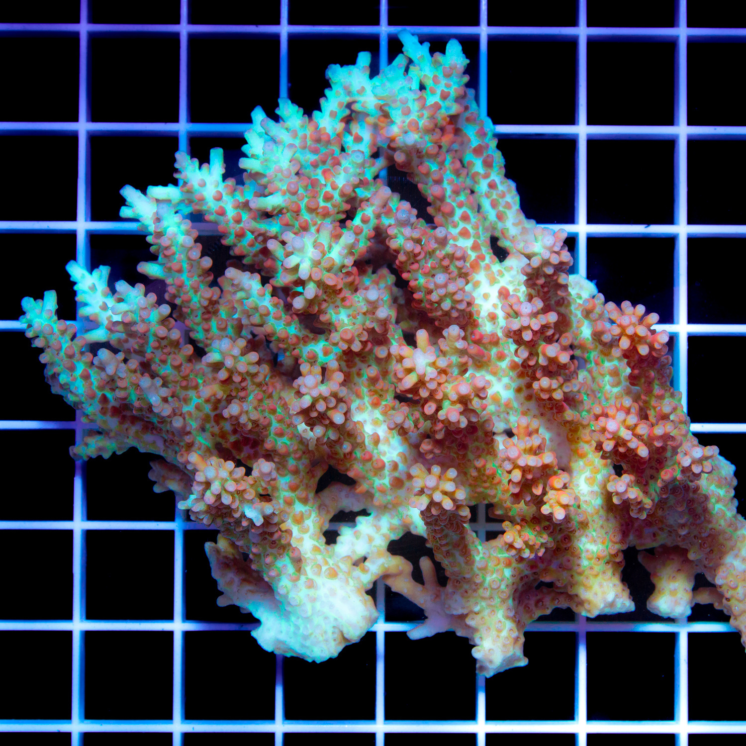 Acropora spp. AUSTRALIA | Sklep eRybka.pl - akwarystyka morska