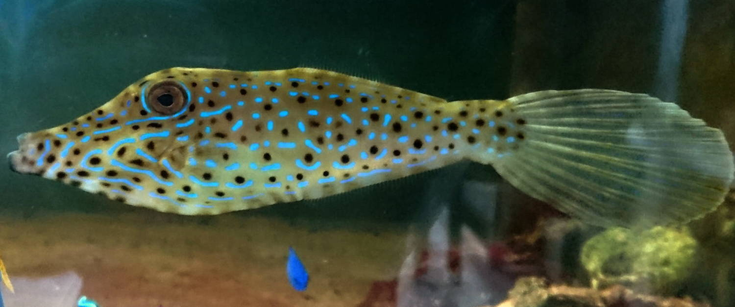 Aluterus scriptus | Sklep eRybka.pl - akwarystyka morska