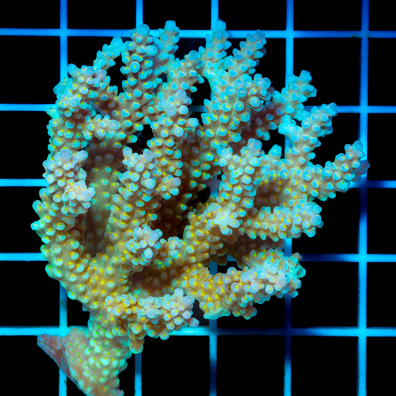 Acropora spp. AUSTRALIA | Sklep eRybka.pl - akwarystyka morska