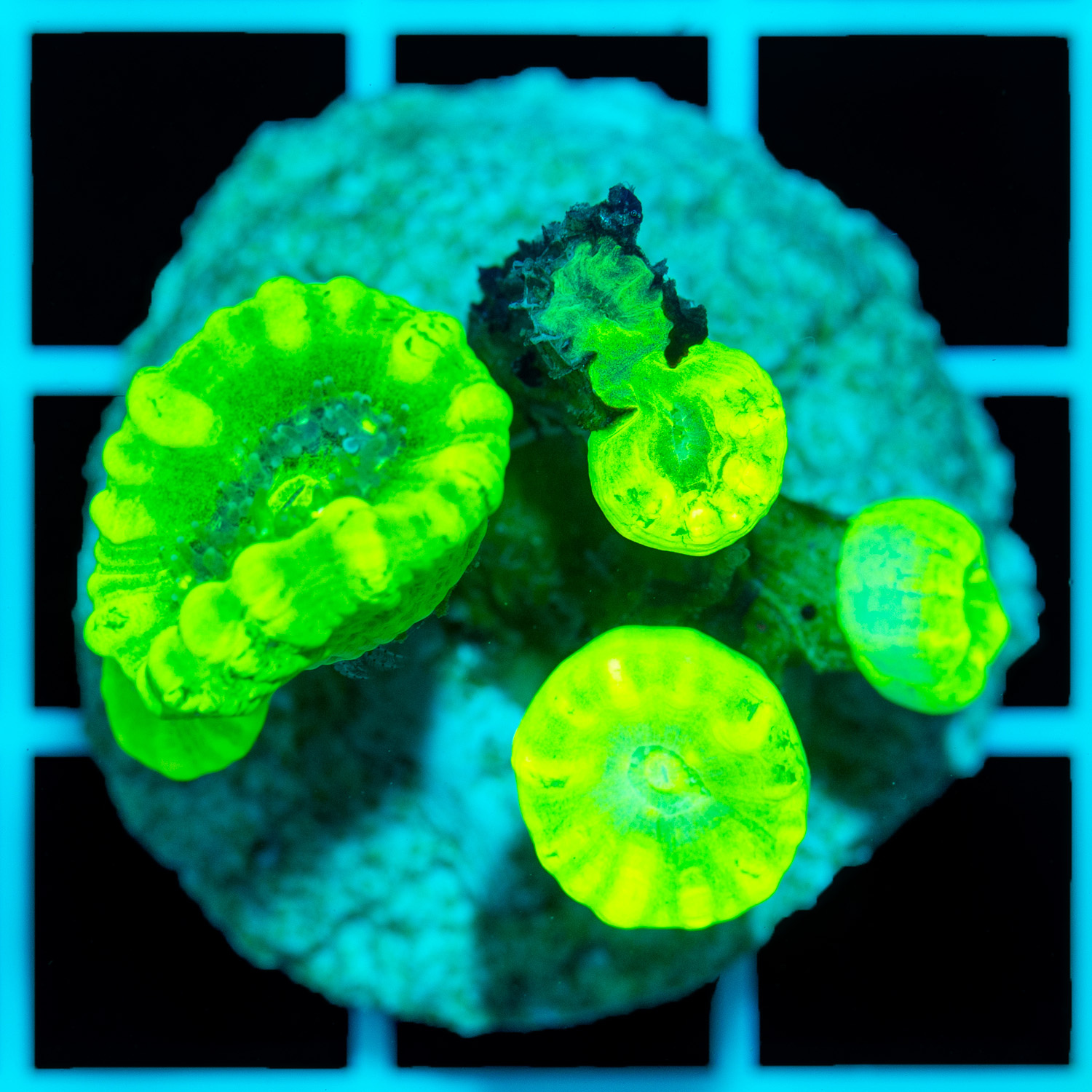 Caulastrea spp. | Sklep eRybka.pl - akwarystyka morska