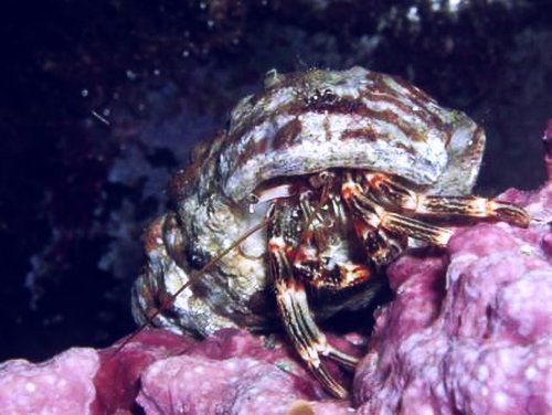 Clibanarius signatus | Sklep eRybka.pl - akwarystyka morska