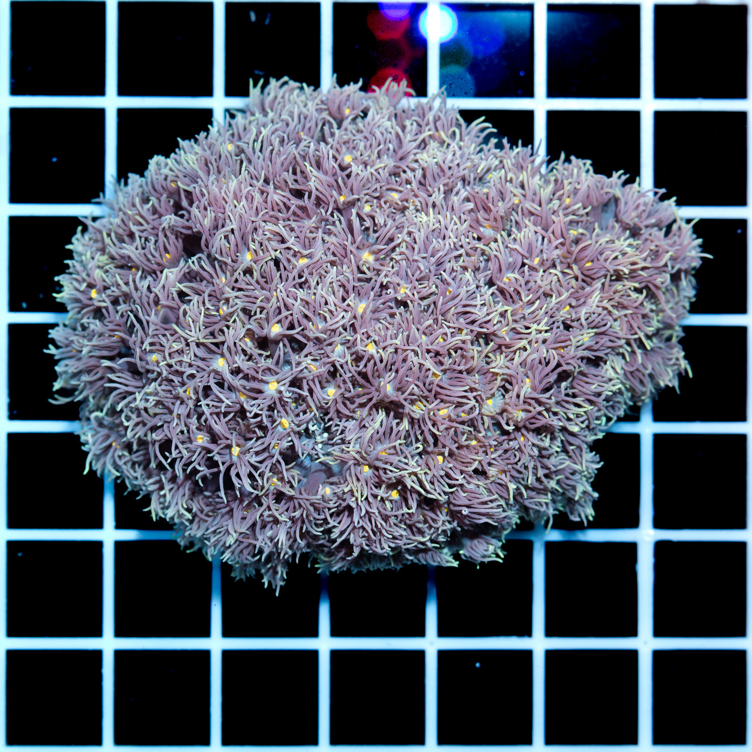 Goniopora spp. | Sklep eRybka.pl - akwarystyka morska