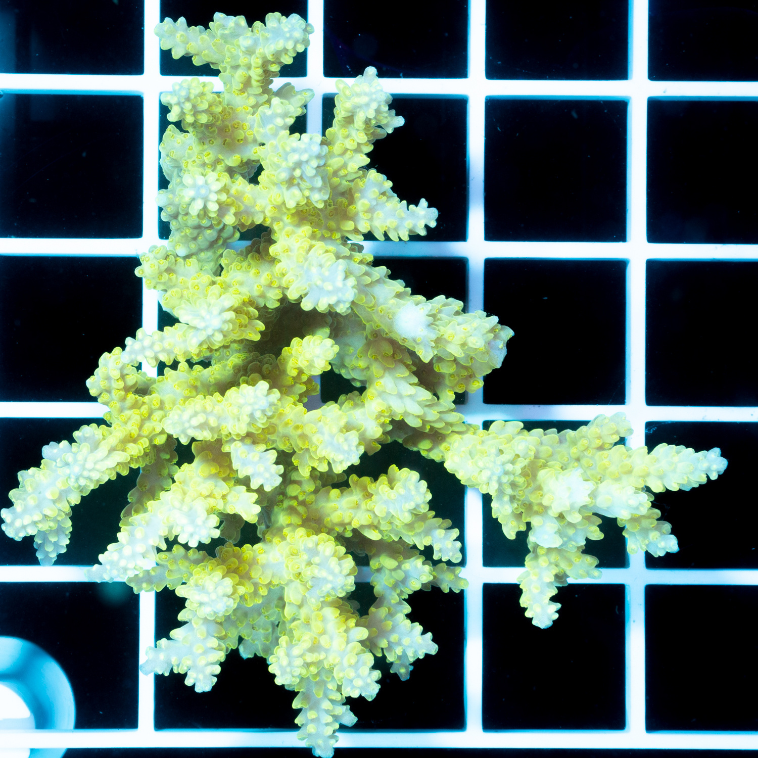 Acropora spp. AUSTRALIA | Sklep eRybka.pl - akwarystyka morska