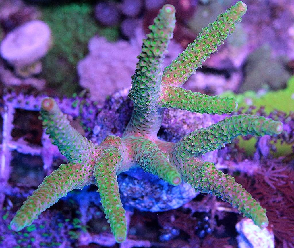 Acropora spp. | Sklep eRybka.pl - akwarystyka morska