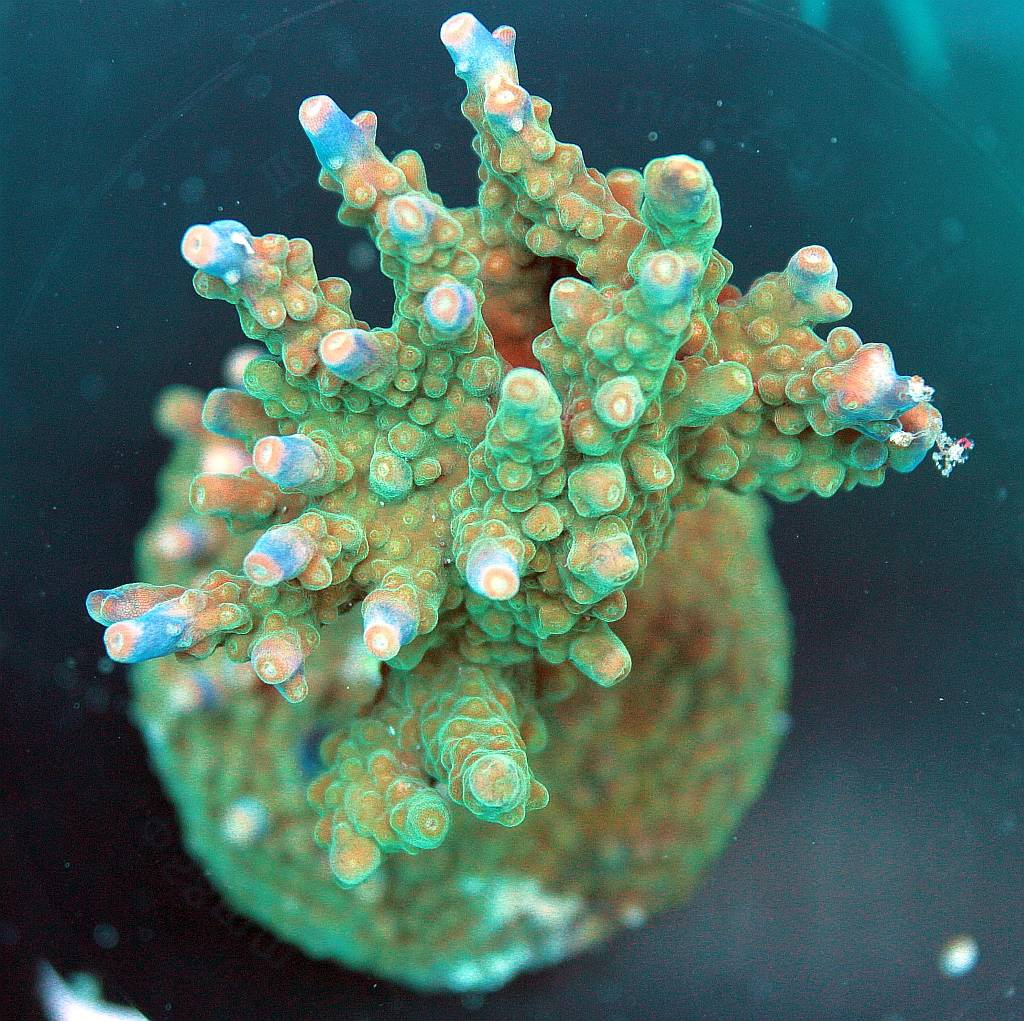 Acropora spp. | Sklep eRybka.pl - akwarystyka morska