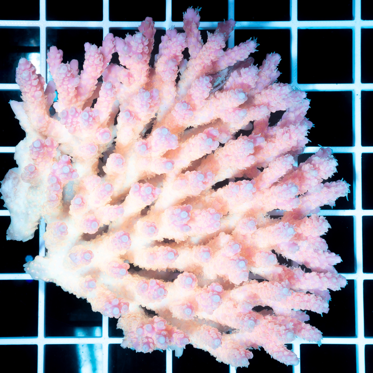 Acropora spp. AUSTRALIA | Sklep eRybka.pl - akwarystyka morska