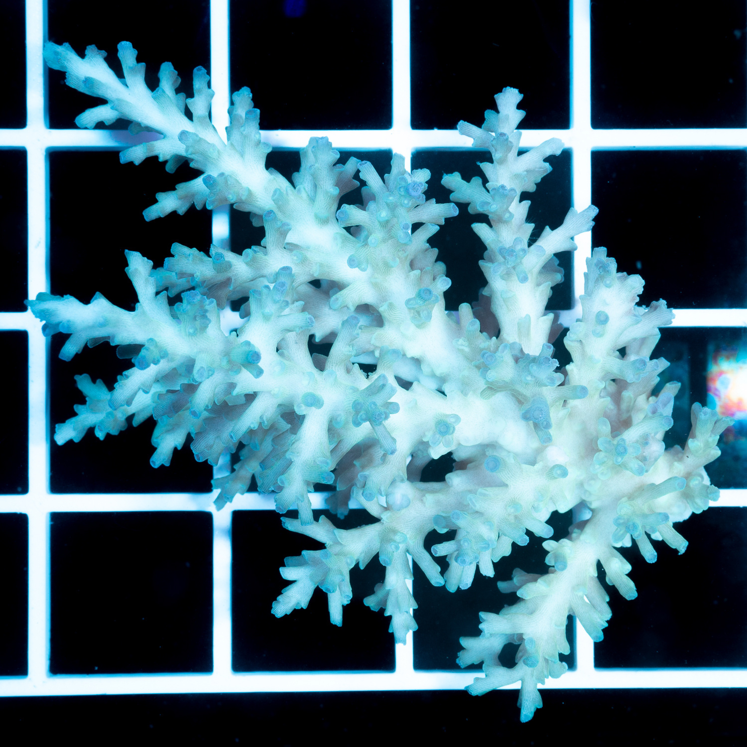 Acropora spp. AUSTRALIA | Sklep eRybka.pl - akwarystyka morska