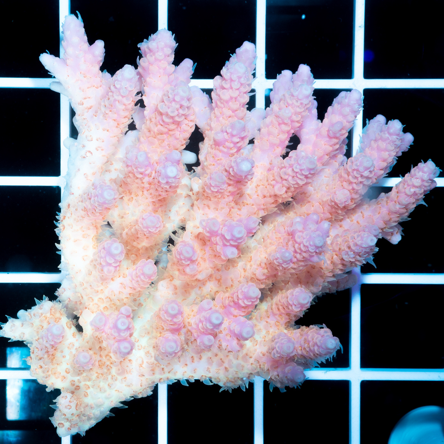 Acropora spp. AUSTRALIA | Sklep eRybka.pl - akwarystyka morska