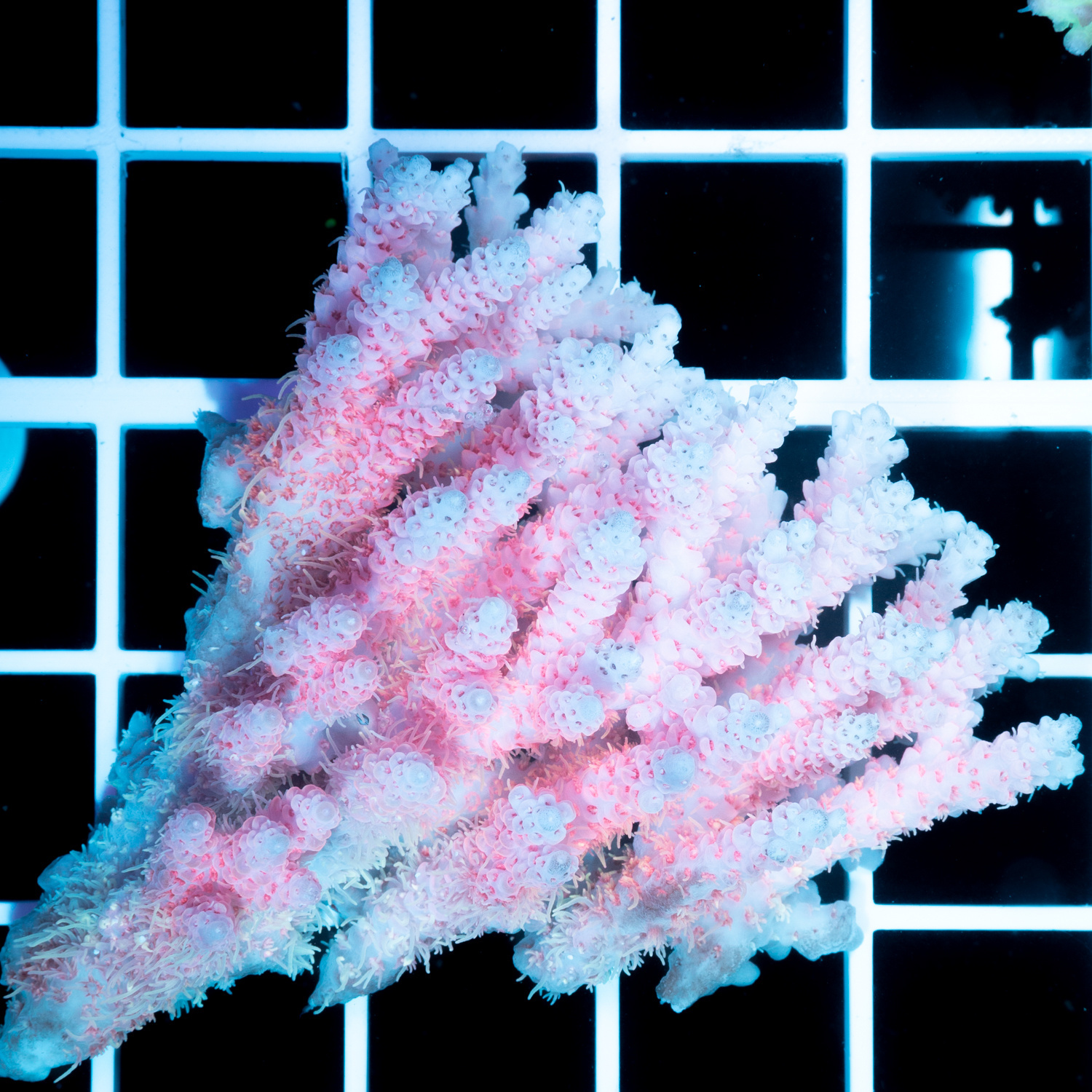 Acropora spp. AUSTRALIA | Sklep eRybka.pl - akwarystyka morska