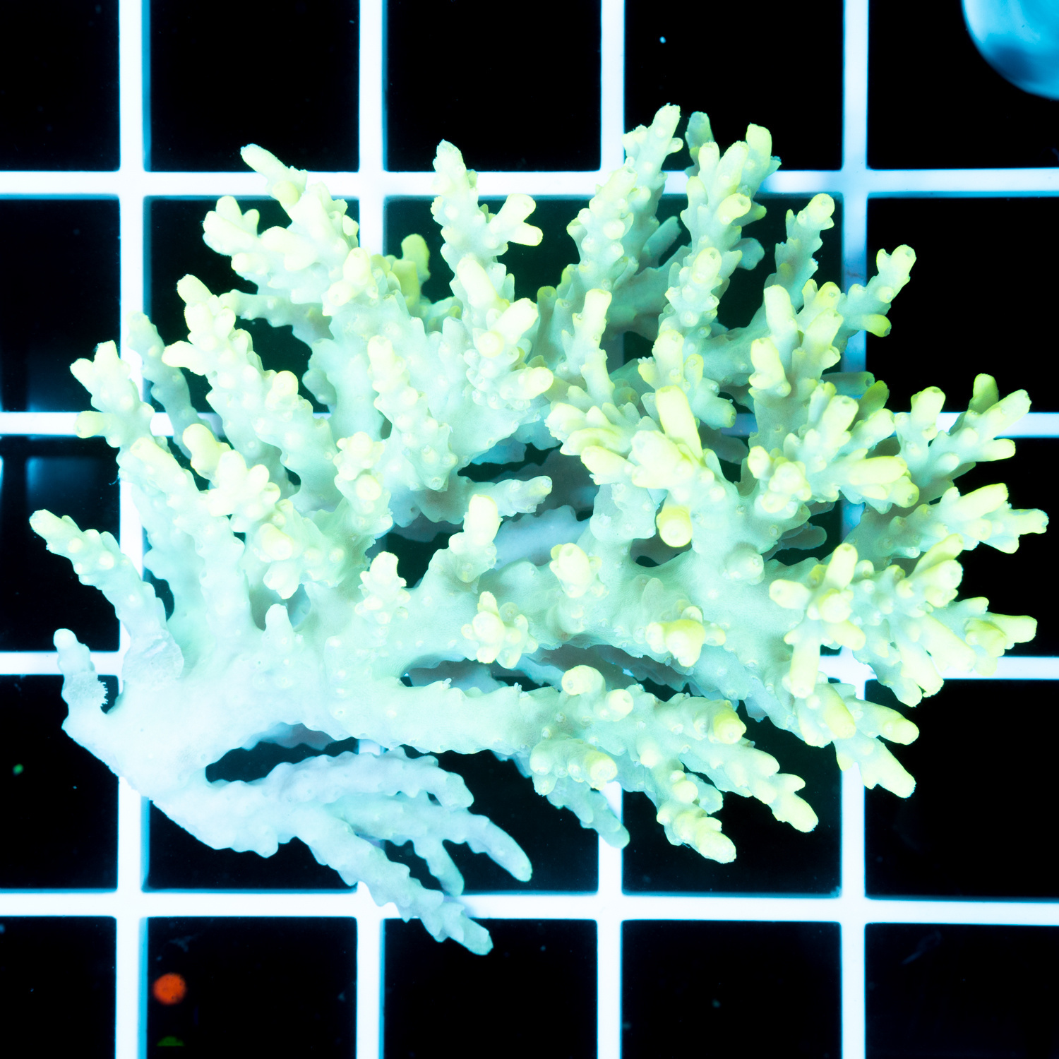 Acropora spp. AUSTRALIA | Sklep eRybka.pl - akwarystyka morska