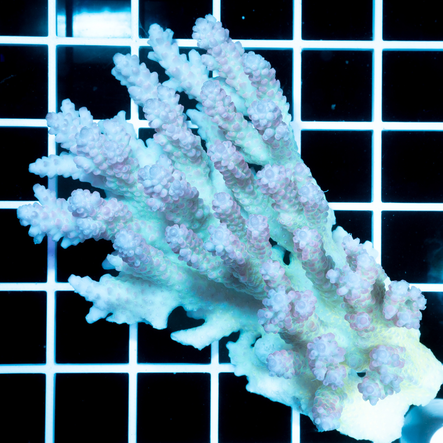 Acropora spp. AUSTRALIA | Sklep eRybka.pl - akwarystyka morska