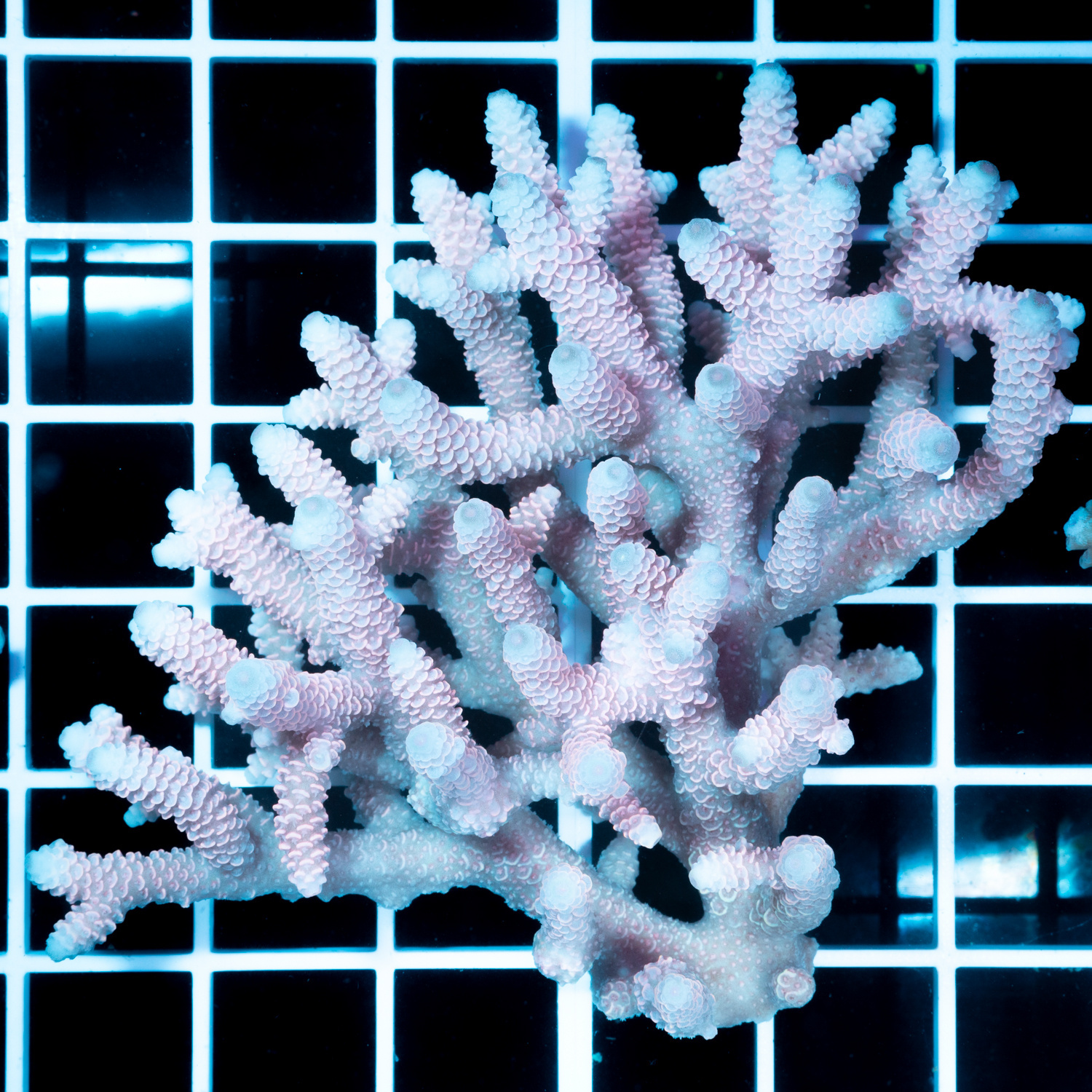 Acropora spp. AUSTRALIA | Sklep eRybka.pl - akwarystyka morska