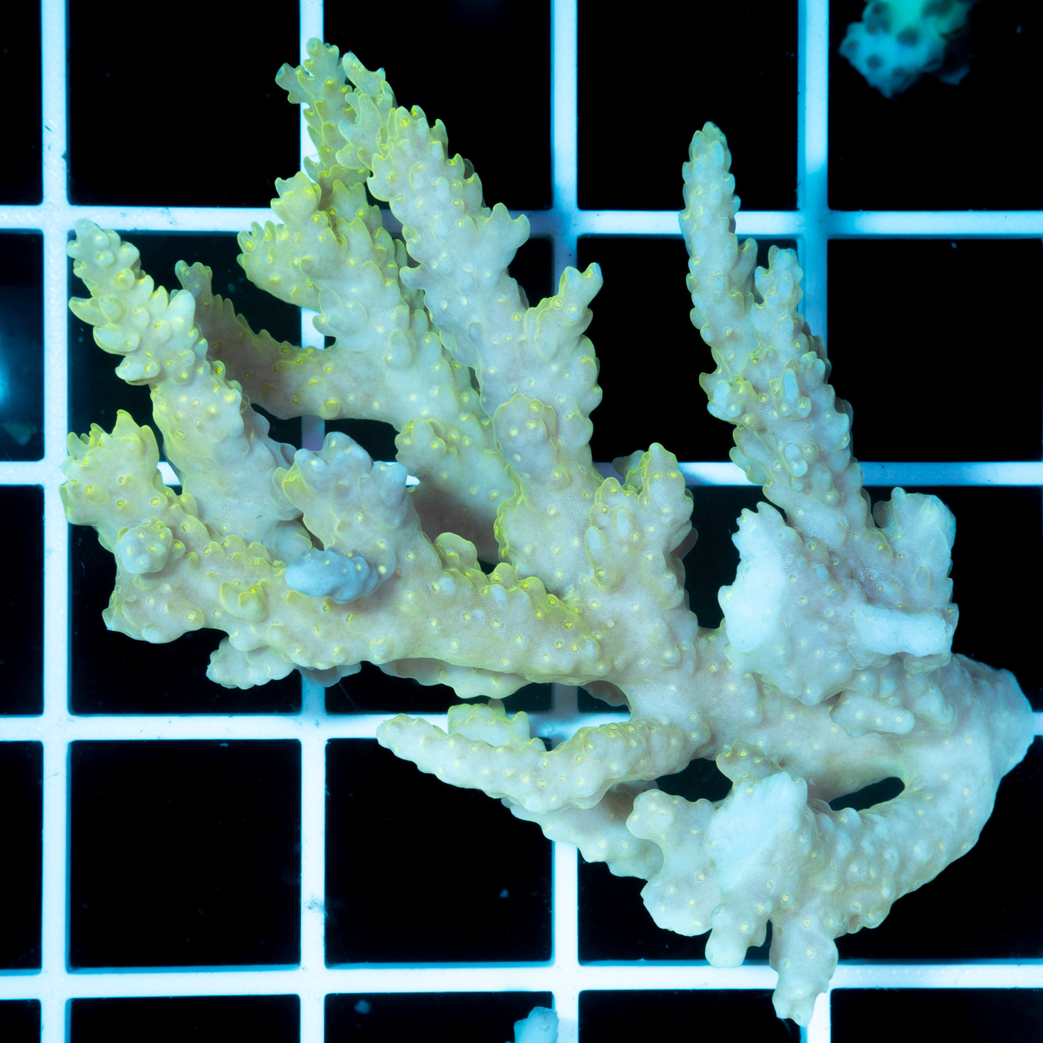 Acropora spp. AUSTRALIA | Sklep eRybka.pl - akwarystyka morska