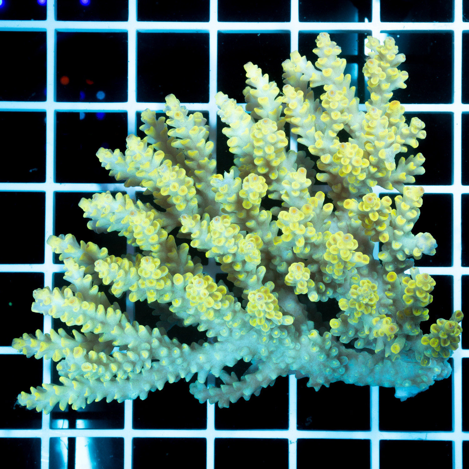Acropora spp. AUSTRALIA | Sklep eRybka.pl - akwarystyka morska