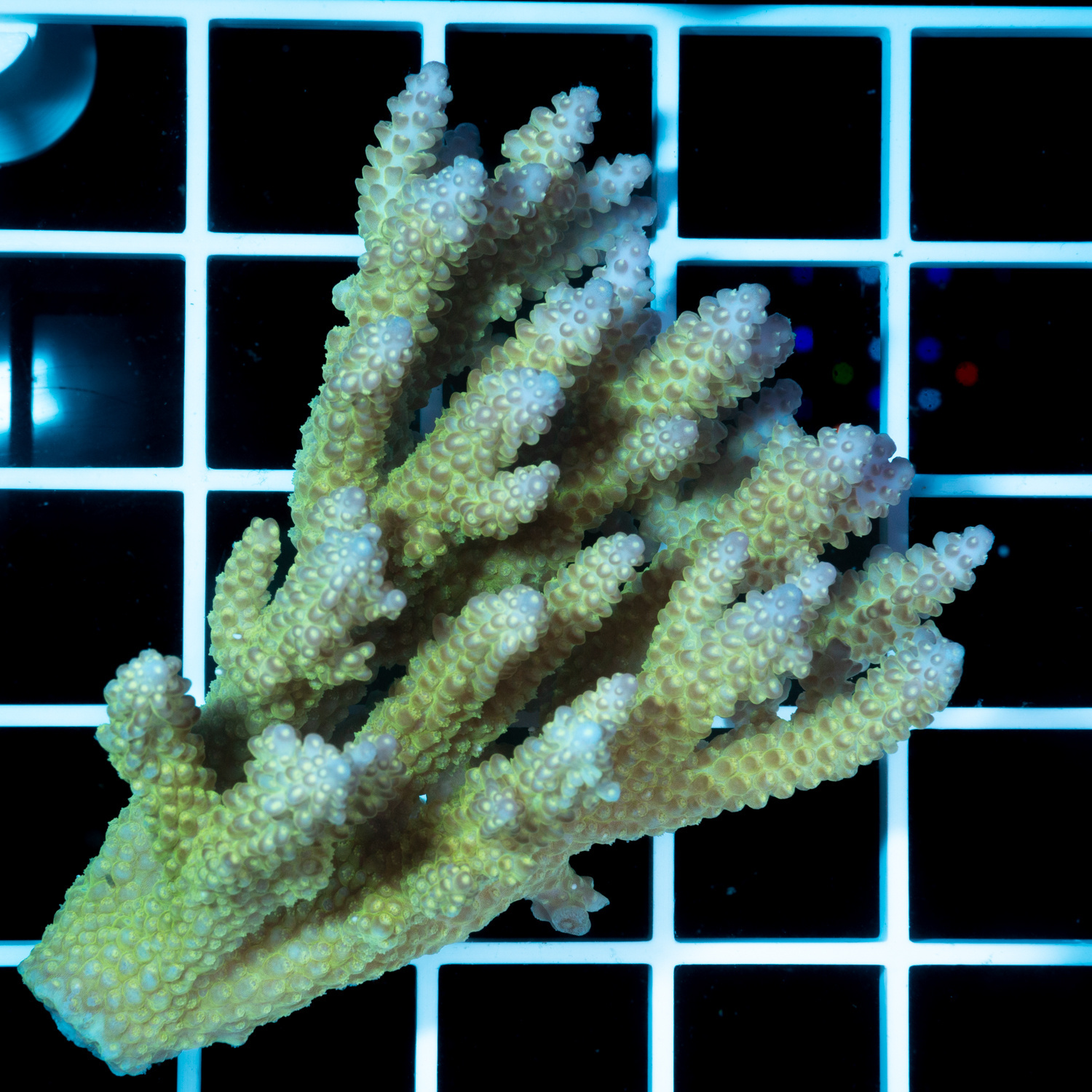 Acropora spp. AUSTRALIA | Sklep eRybka.pl - akwarystyka morska