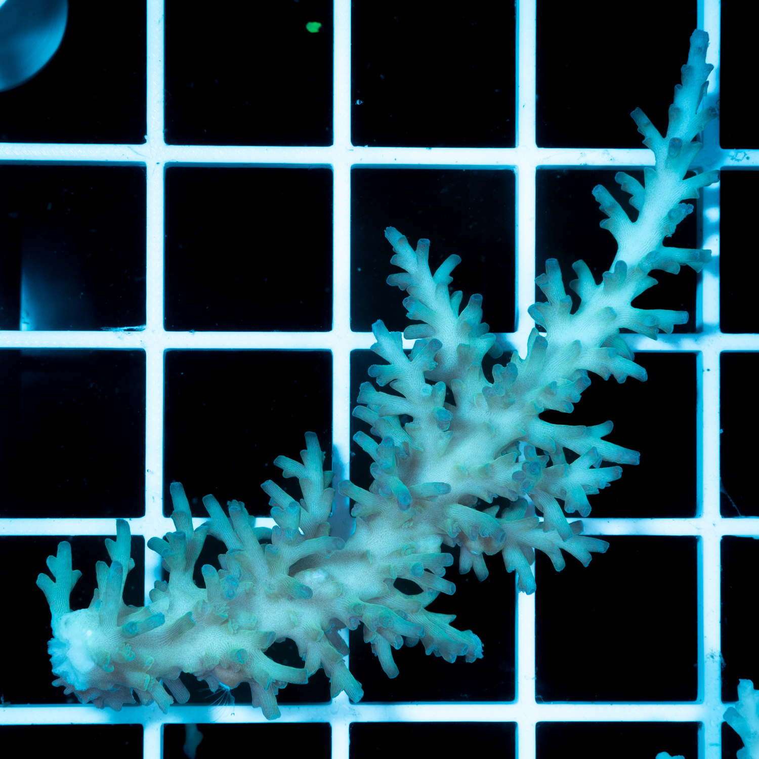 Acropora spp. AUSTRALIA | Sklep eRybka.pl - akwarystyka morska