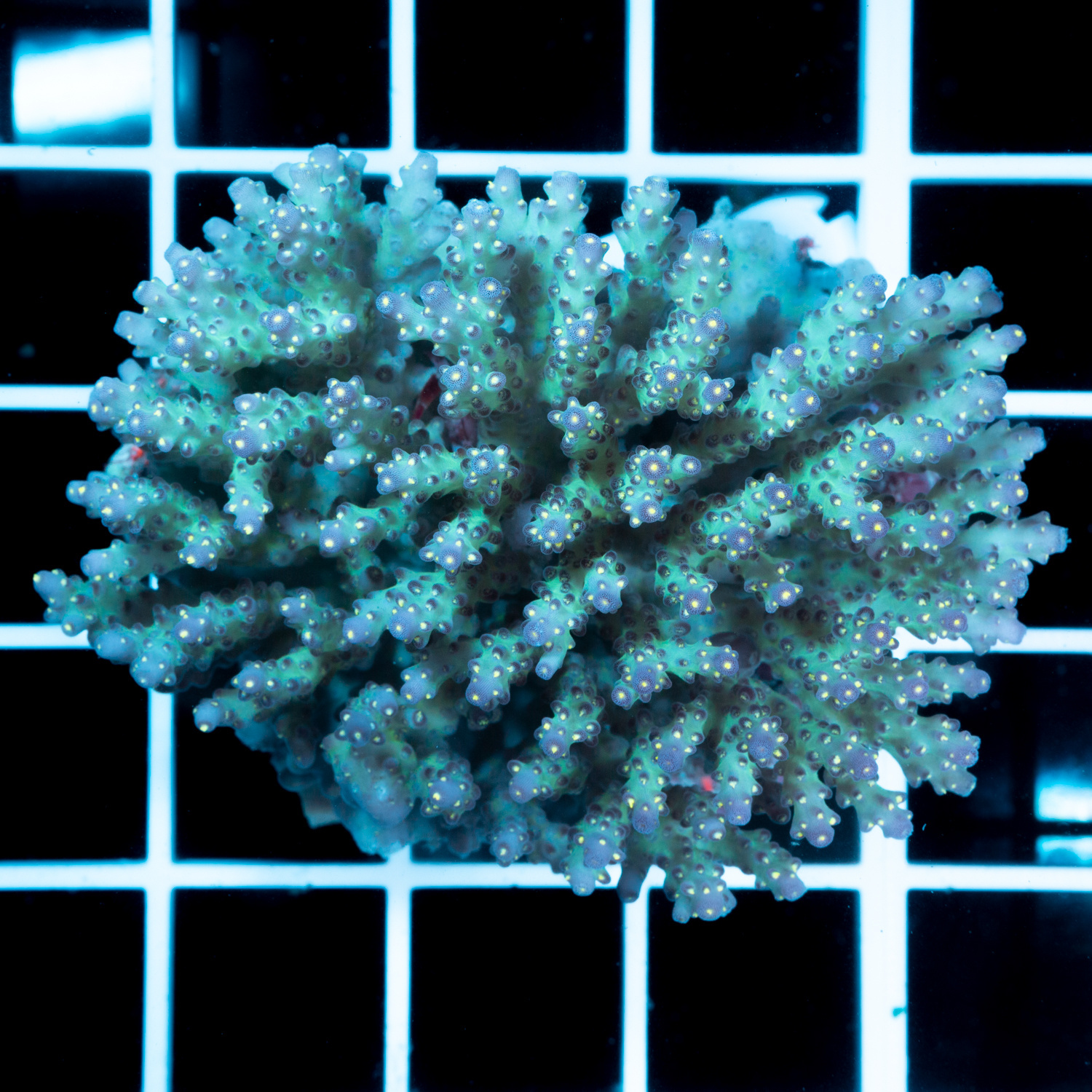 Acropora spp. AUSTRALIA | Sklep eRybka.pl - akwarystyka morska