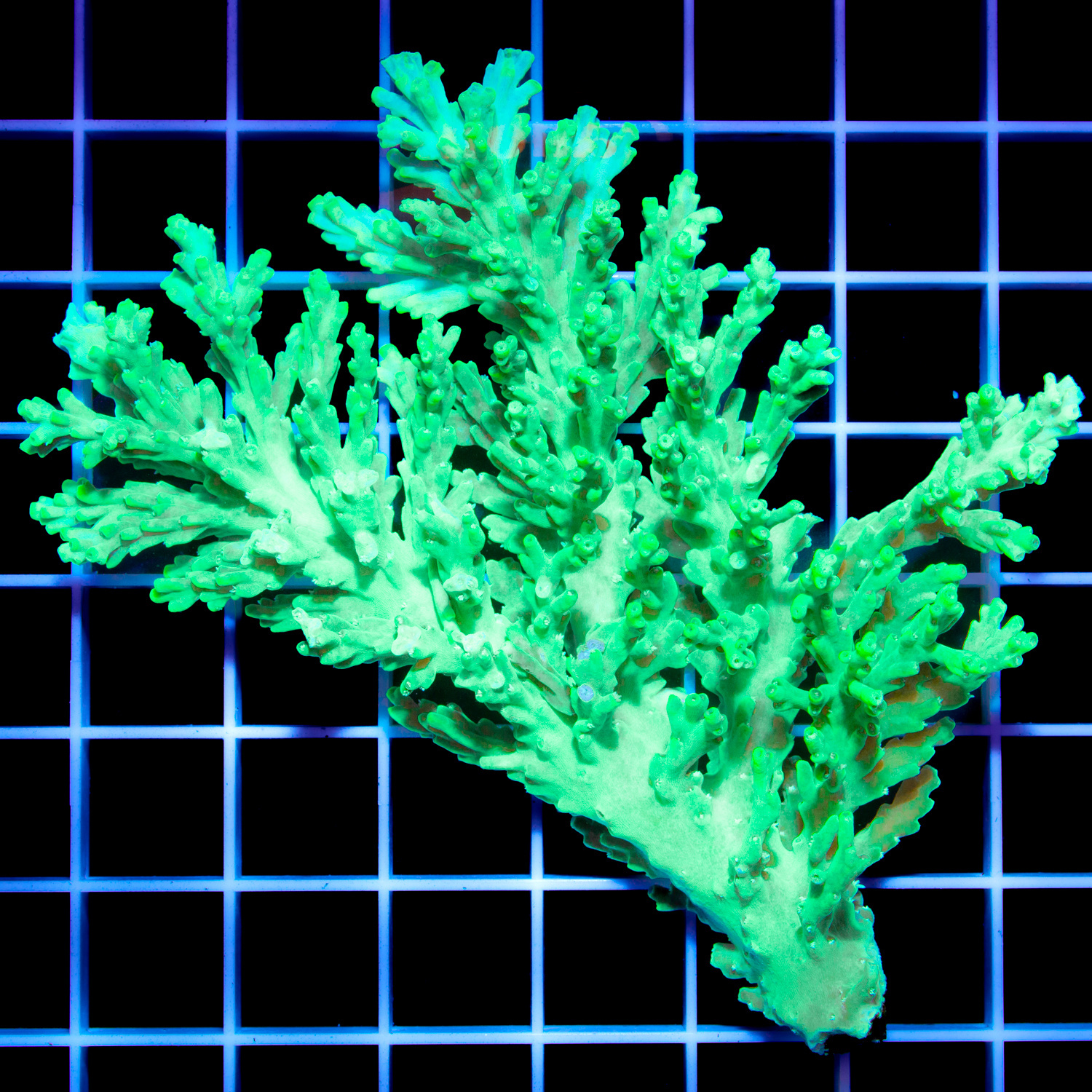 Acropora spp. AUSTRALIA | Sklep eRybka.pl - akwarystyka morska