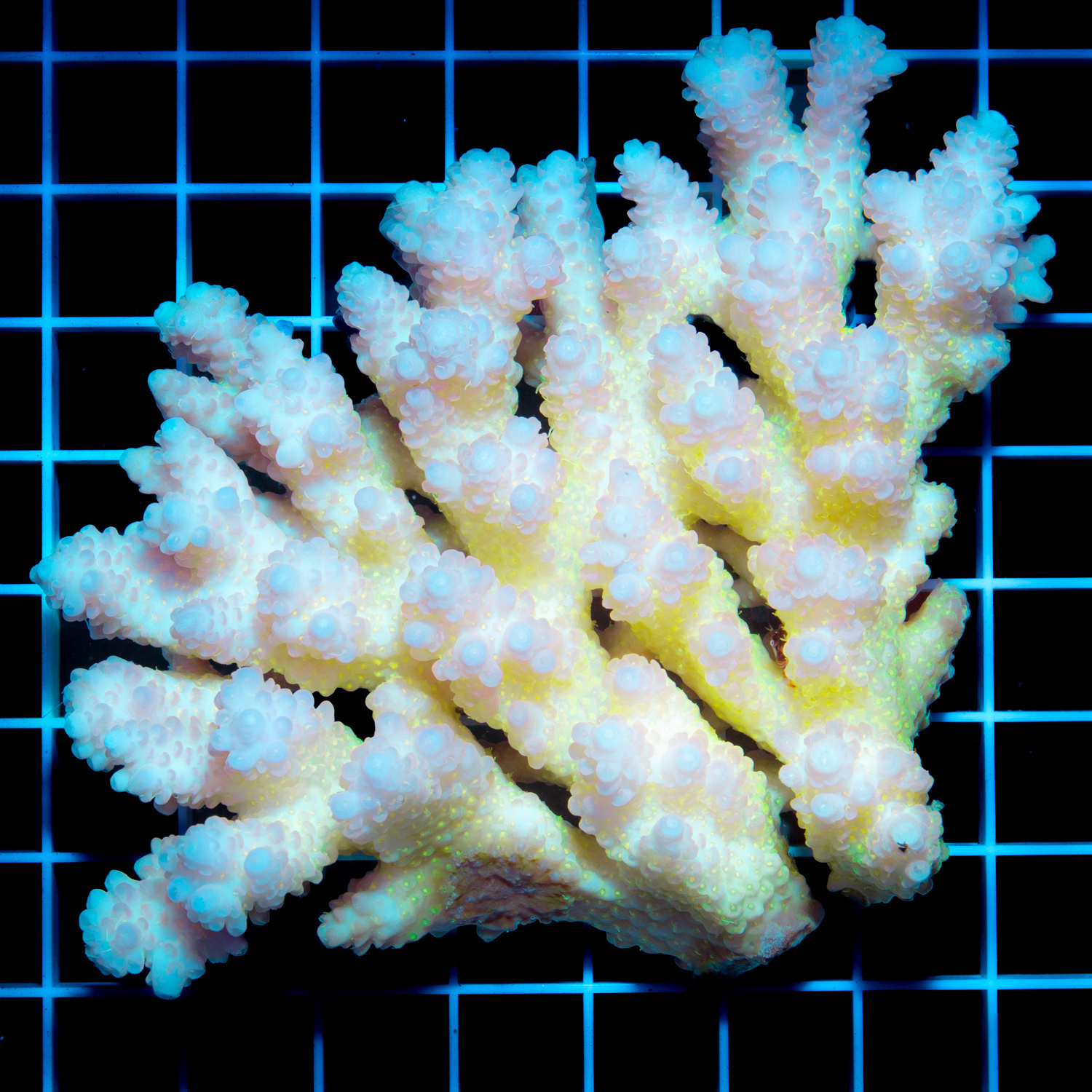 Acropora spp. AUSTRALIA | Sklep eRybka.pl - akwarystyka morska