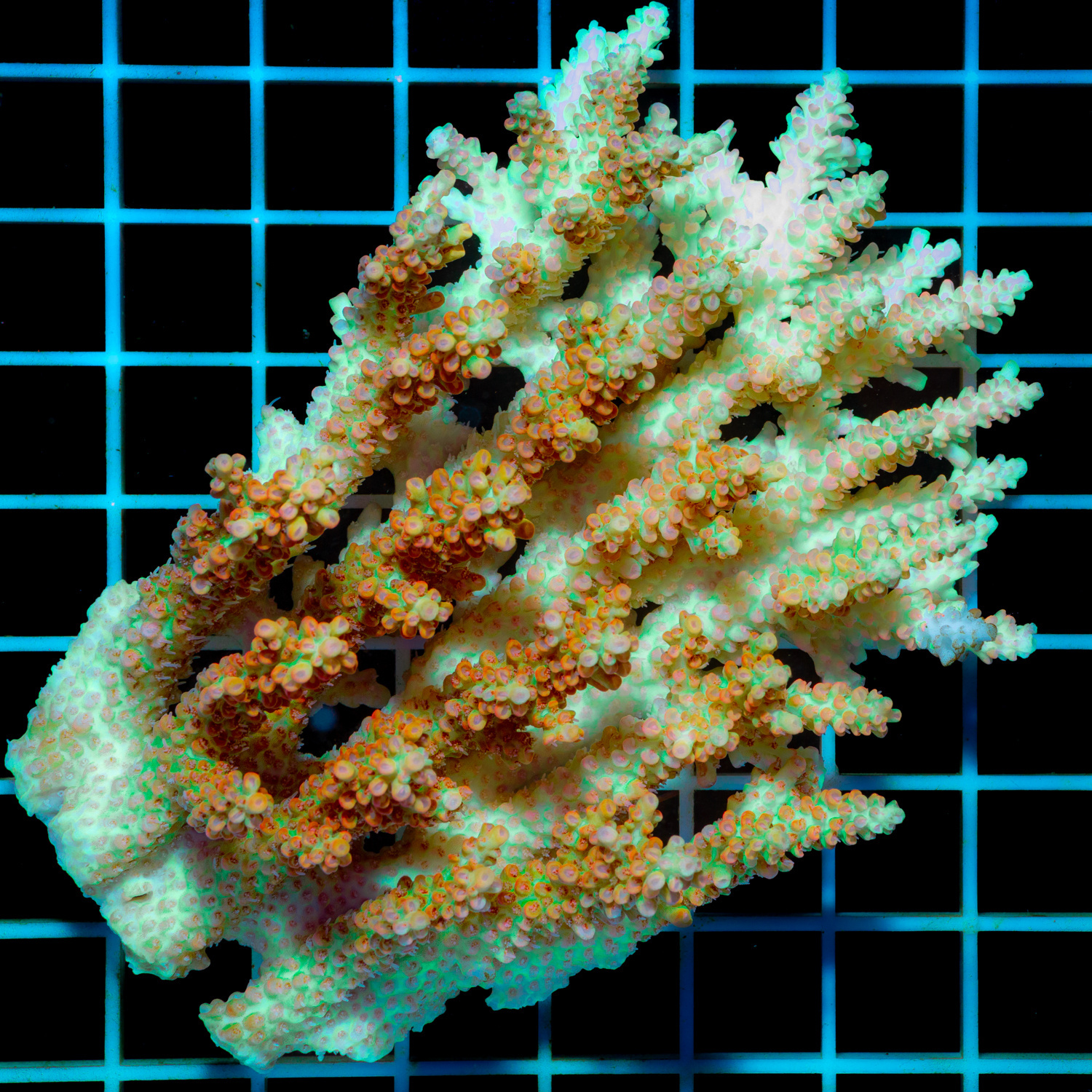 Acropora spp. AUSTRALIA | Sklep eRybka.pl - akwarystyka morska