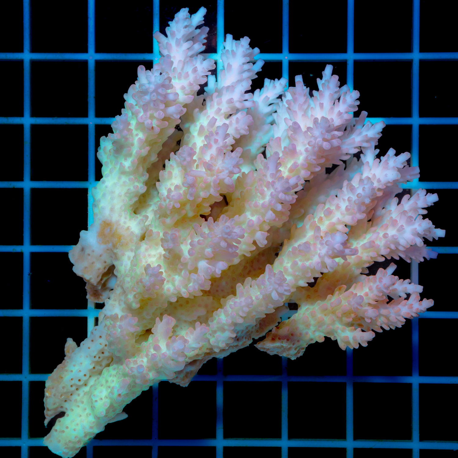 Acropora spp. AUSTRALIA | Sklep eRybka.pl - akwarystyka morska