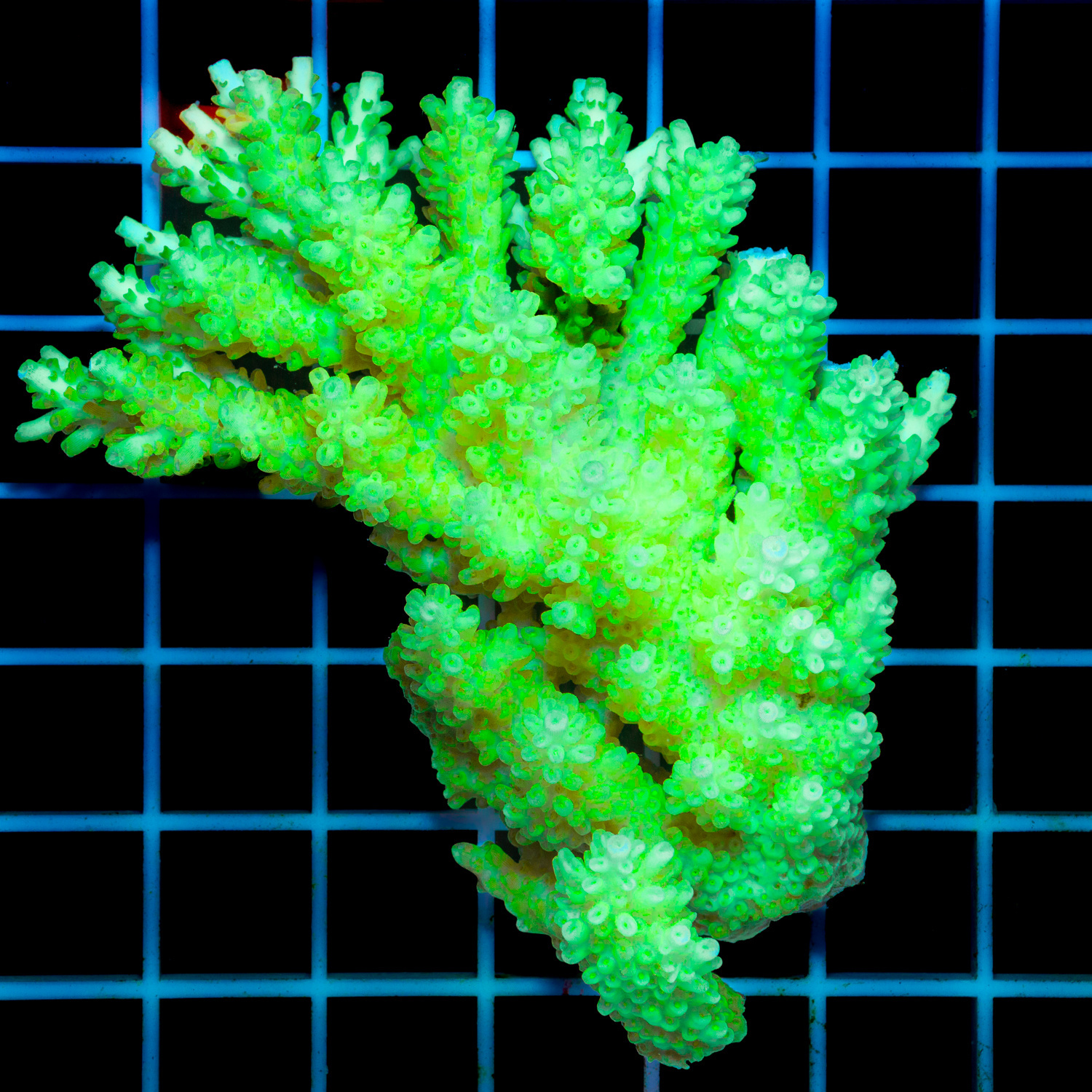 Acropora spp. AUSTRALIA | Sklep eRybka.pl - akwarystyka morska