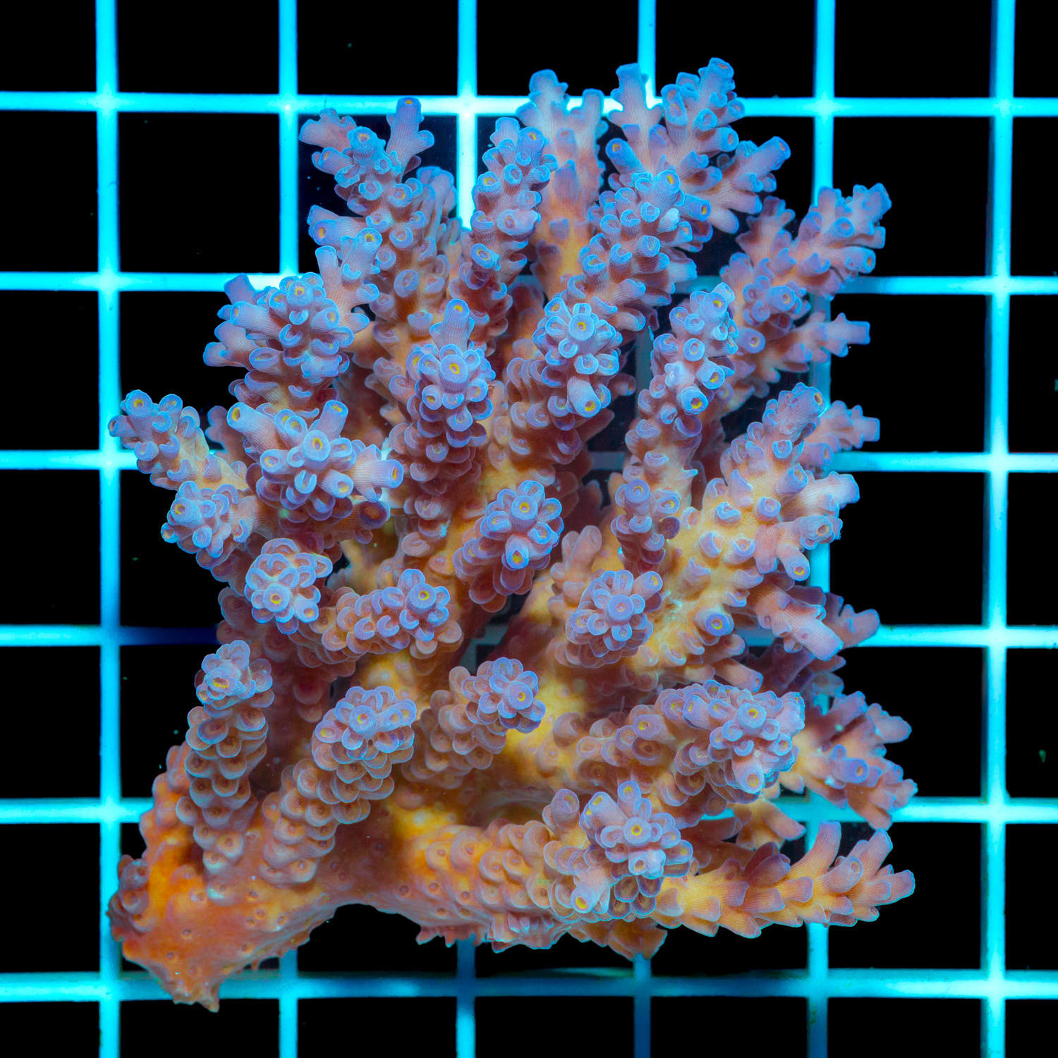 Acropora spp. AUSTRALIA | Sklep eRybka.pl - akwarystyka morska