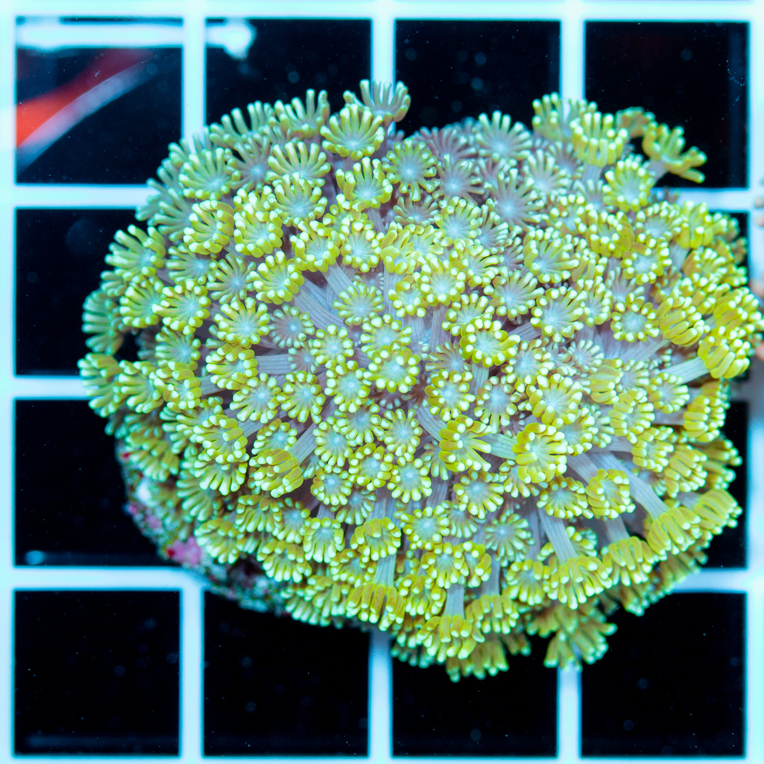 Alveopora spp. | Sklep eRybka.pl - akwarystyka morska