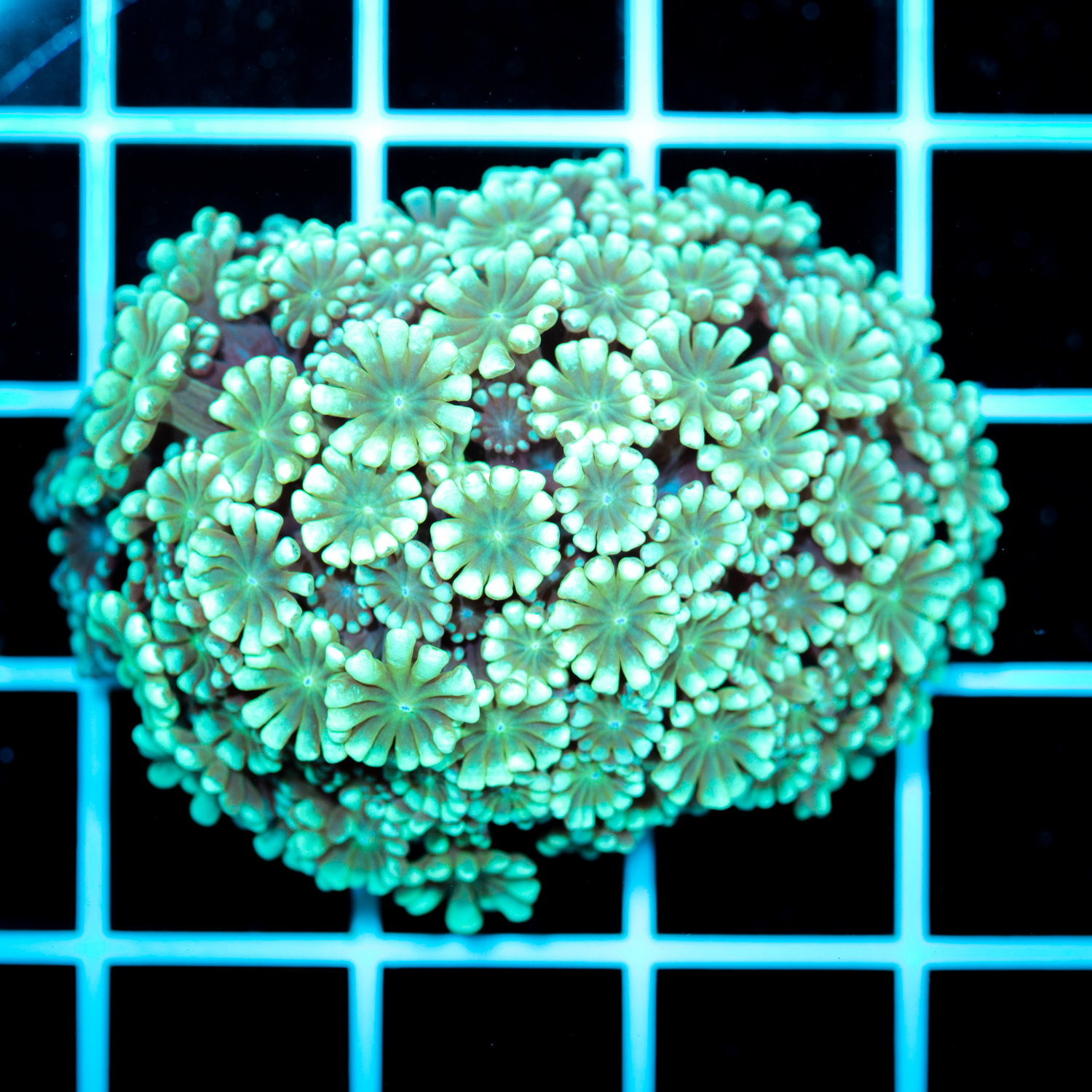 Alveopora spp. | Sklep eRybka.pl - akwarystyka morska