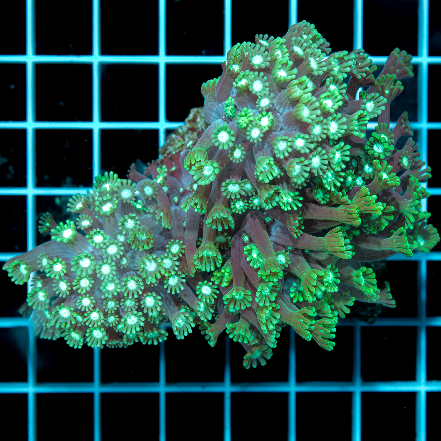 Alveopora spp. | Sklep eRybka.pl - akwarystyka morska