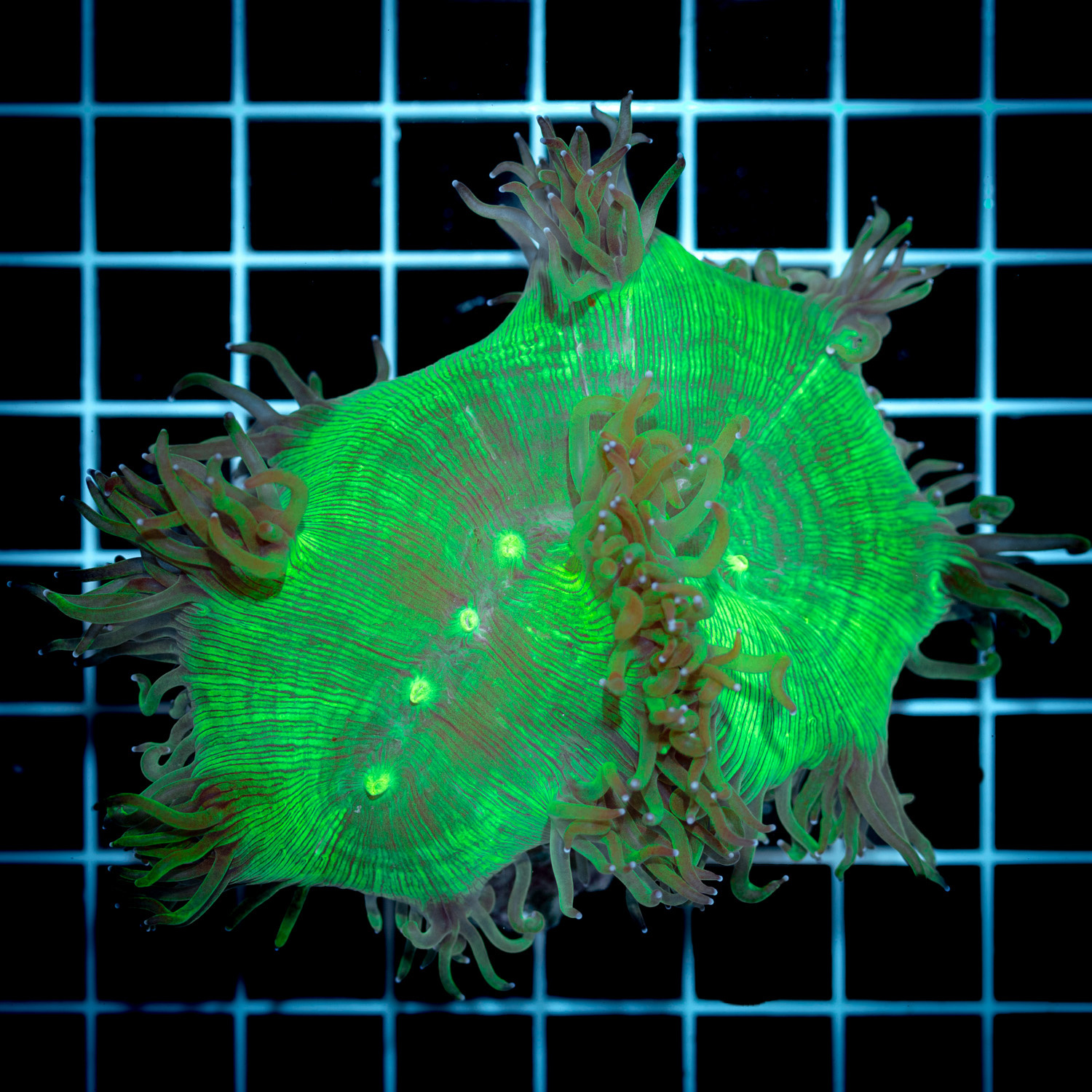 Catalaphyllia jardinei | Sklep eRybka.pl - akwarystyka morska