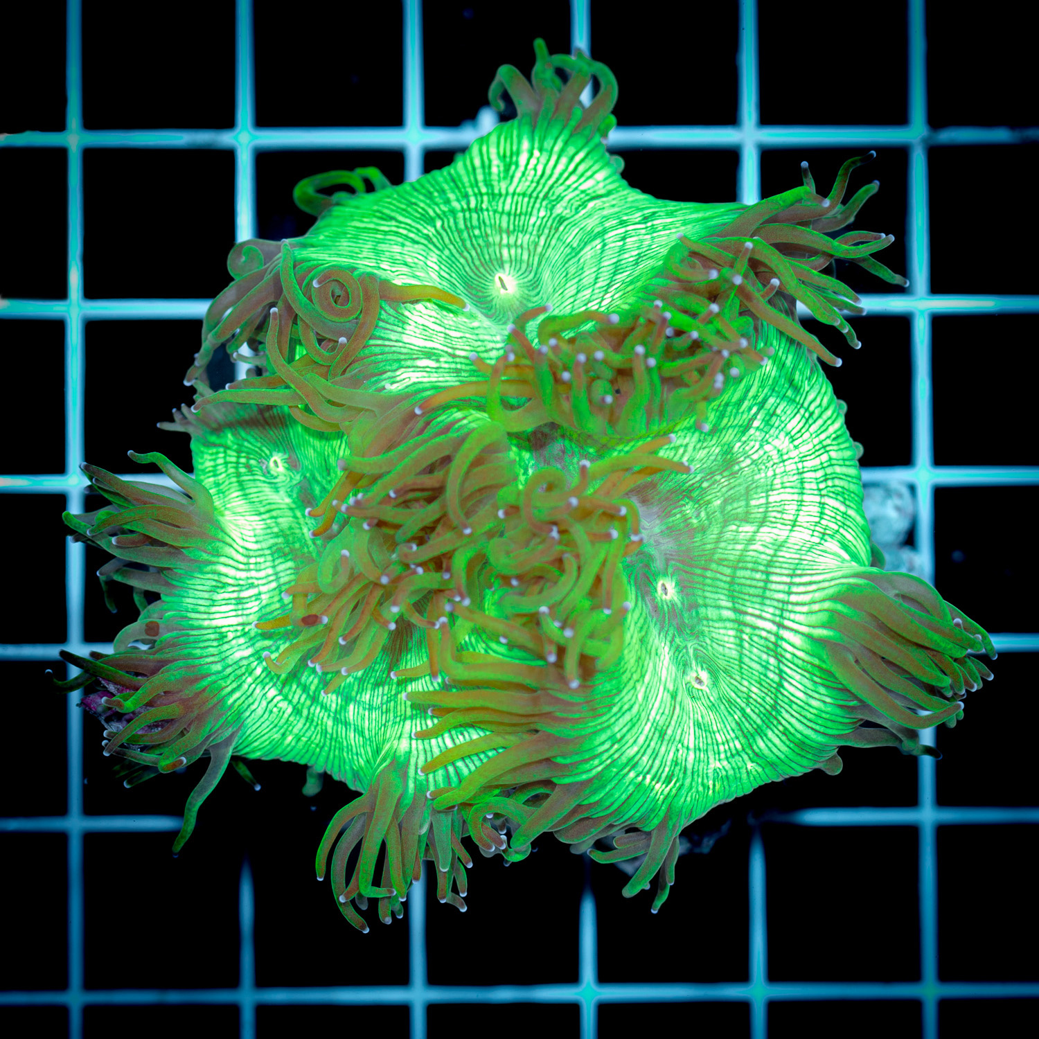 Catalaphyllia jardinei | Sklep eRybka.pl - akwarystyka morska