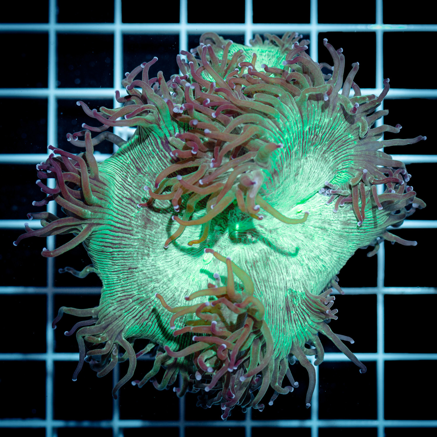 Catalaphyllia jardinei | Sklep eRybka.pl - akwarystyka morska