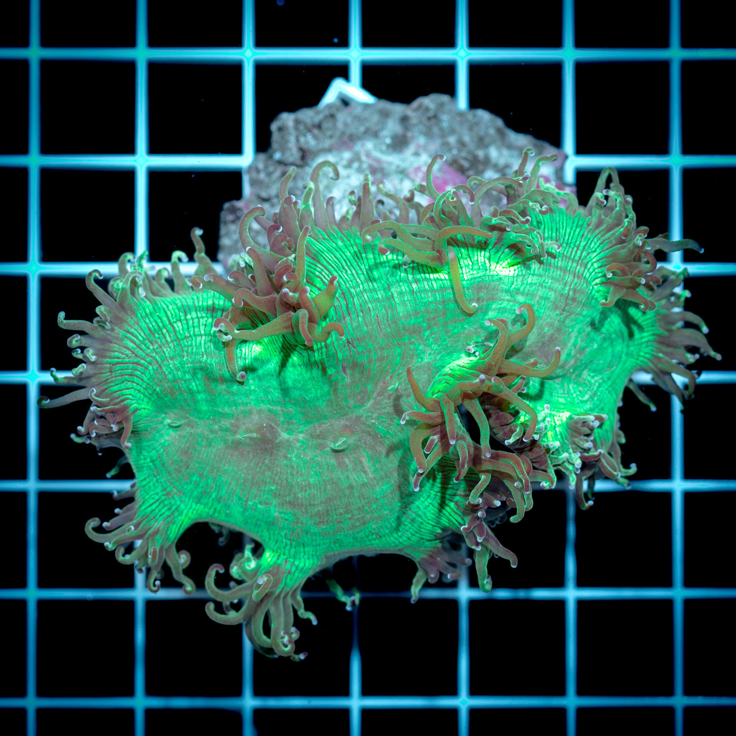 Catalaphyllia jardinei | Sklep eRybka.pl - akwarystyka morska