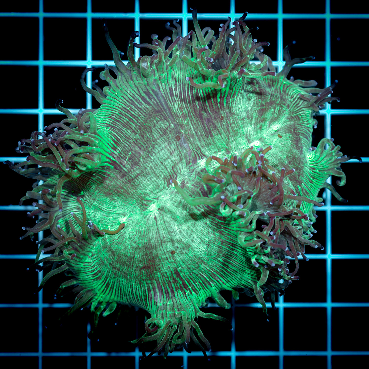 Catalaphyllia jardinei | Sklep eRybka.pl - akwarystyka morska