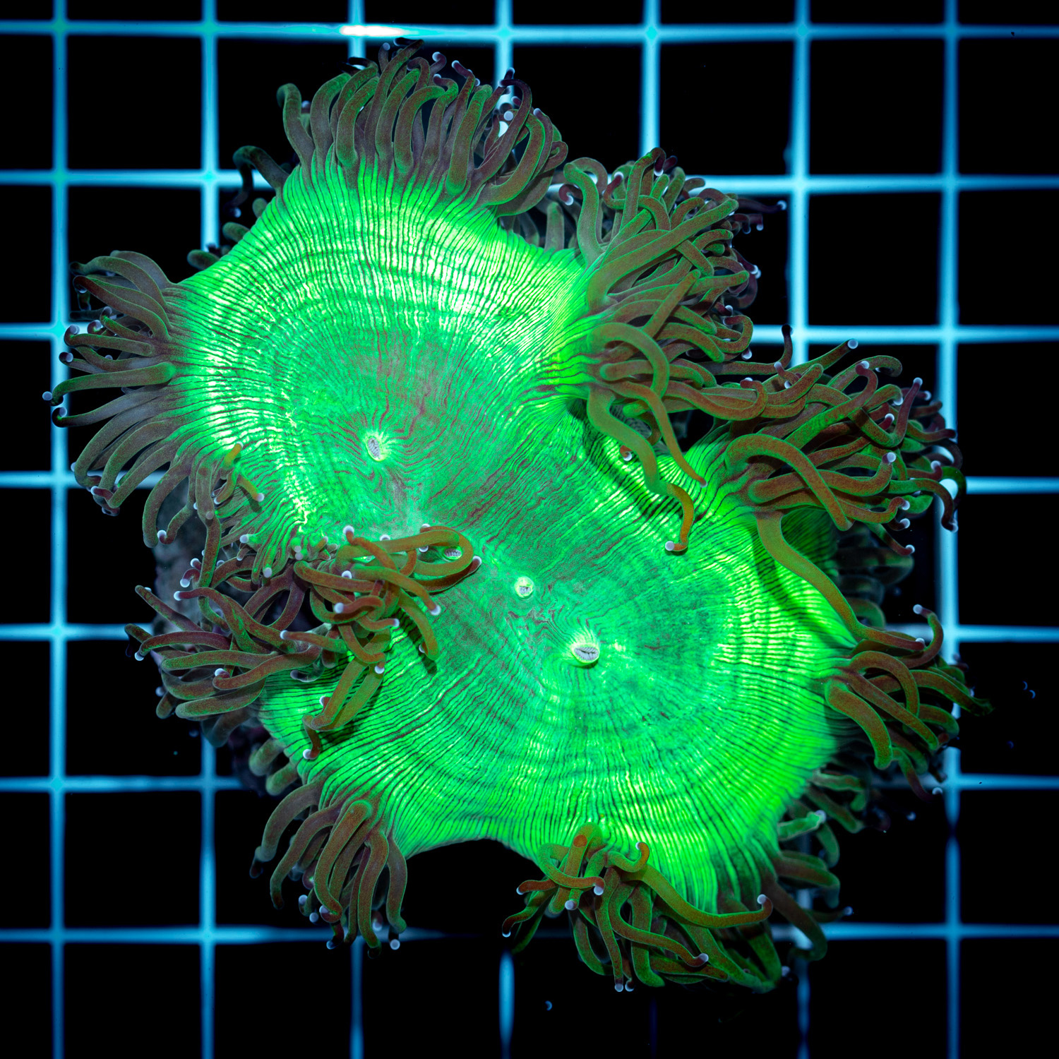 Catalaphyllia jardinei | Sklep eRybka.pl - akwarystyka morska