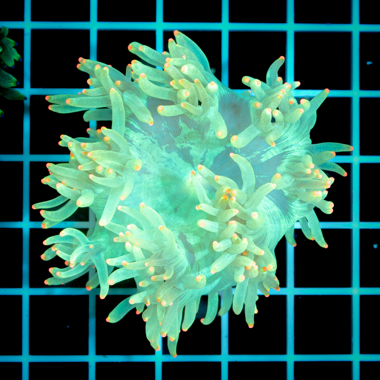 Catalaphyllia jardinei | Sklep eRybka.pl - akwarystyka morska