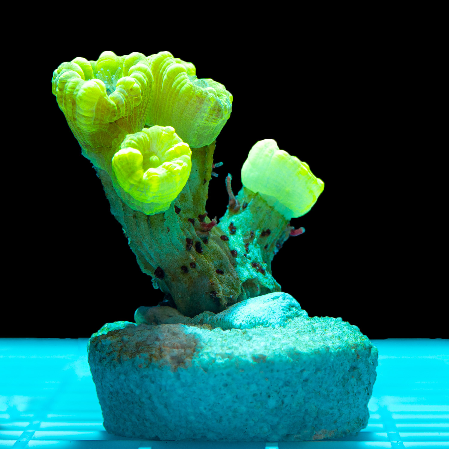 Caulastrea spp. | Sklep eRybka.pl - akwarystyka morska