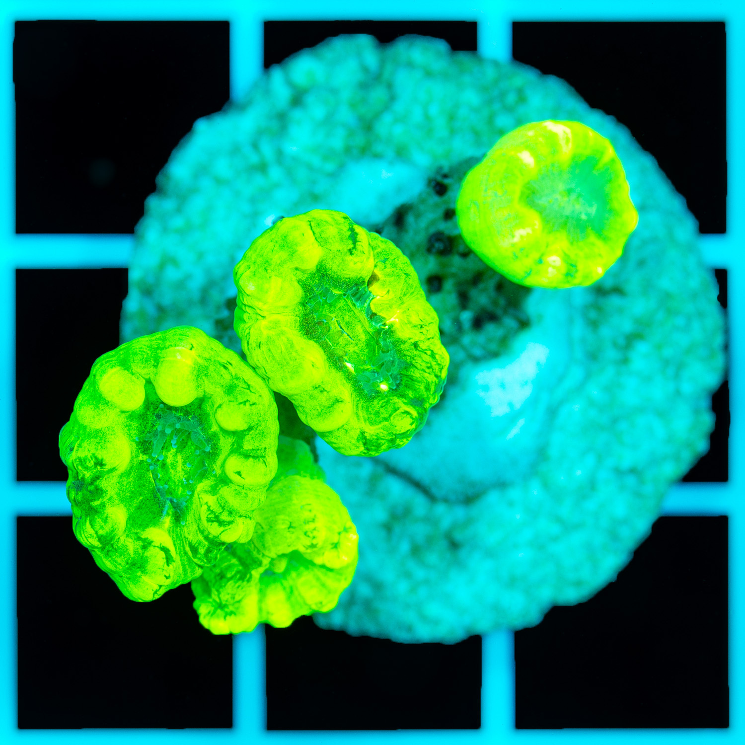 Caulastrea spp. | Sklep eRybka.pl - akwarystyka morska